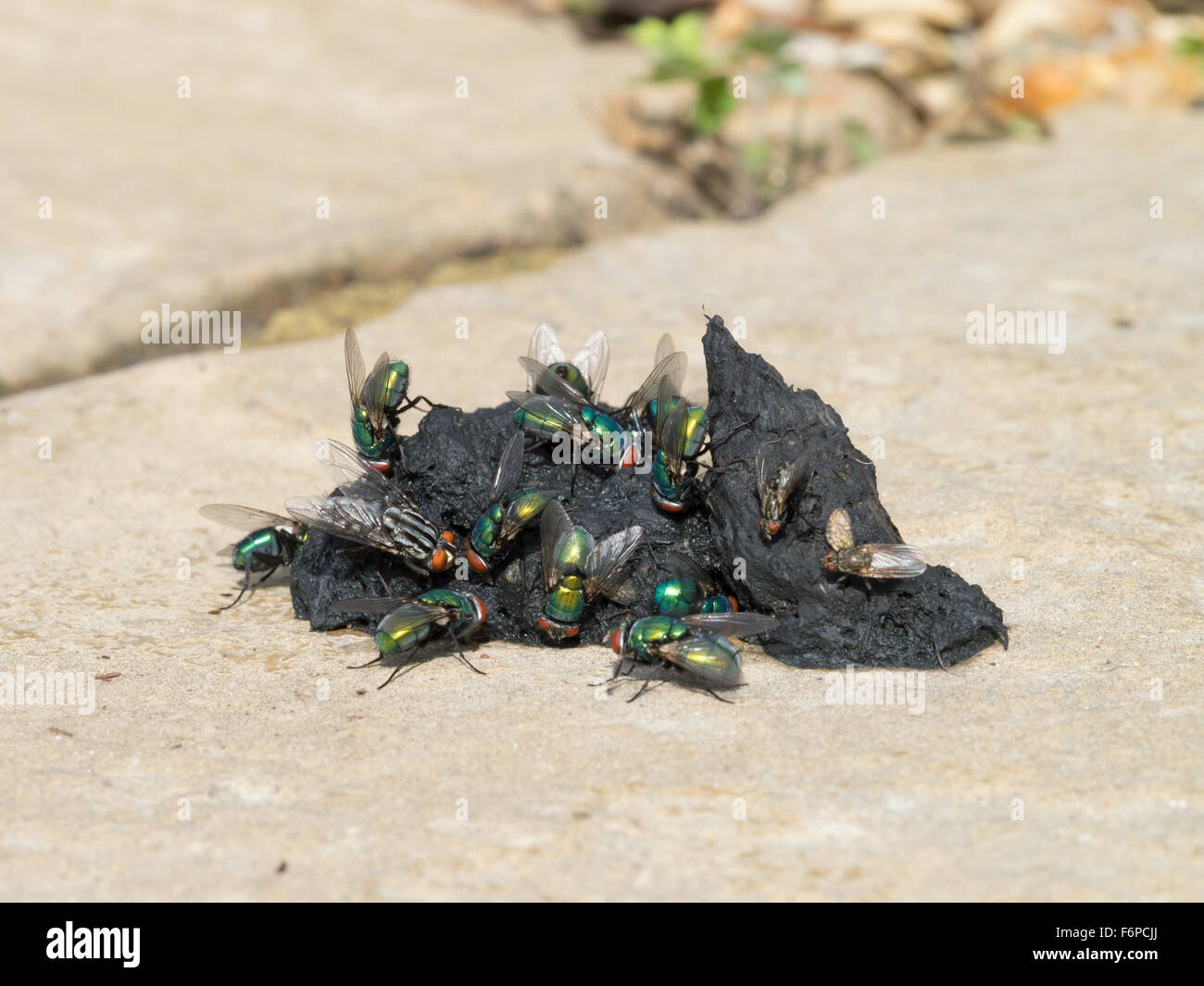 Fox droppings hi-res stock photography and images - Alamy