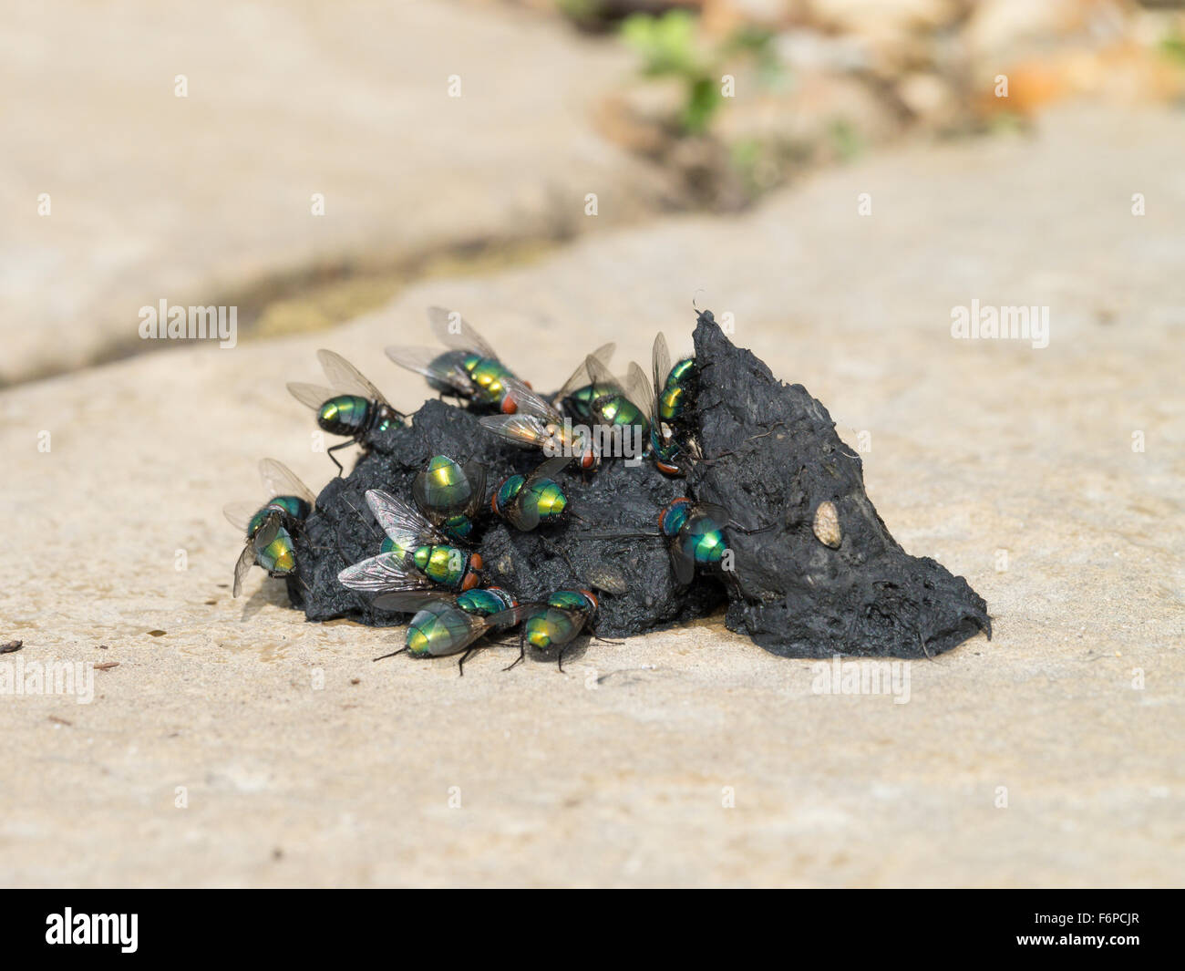 Flies feed on fox droppings in a garden in London Stock Photo - Alamy