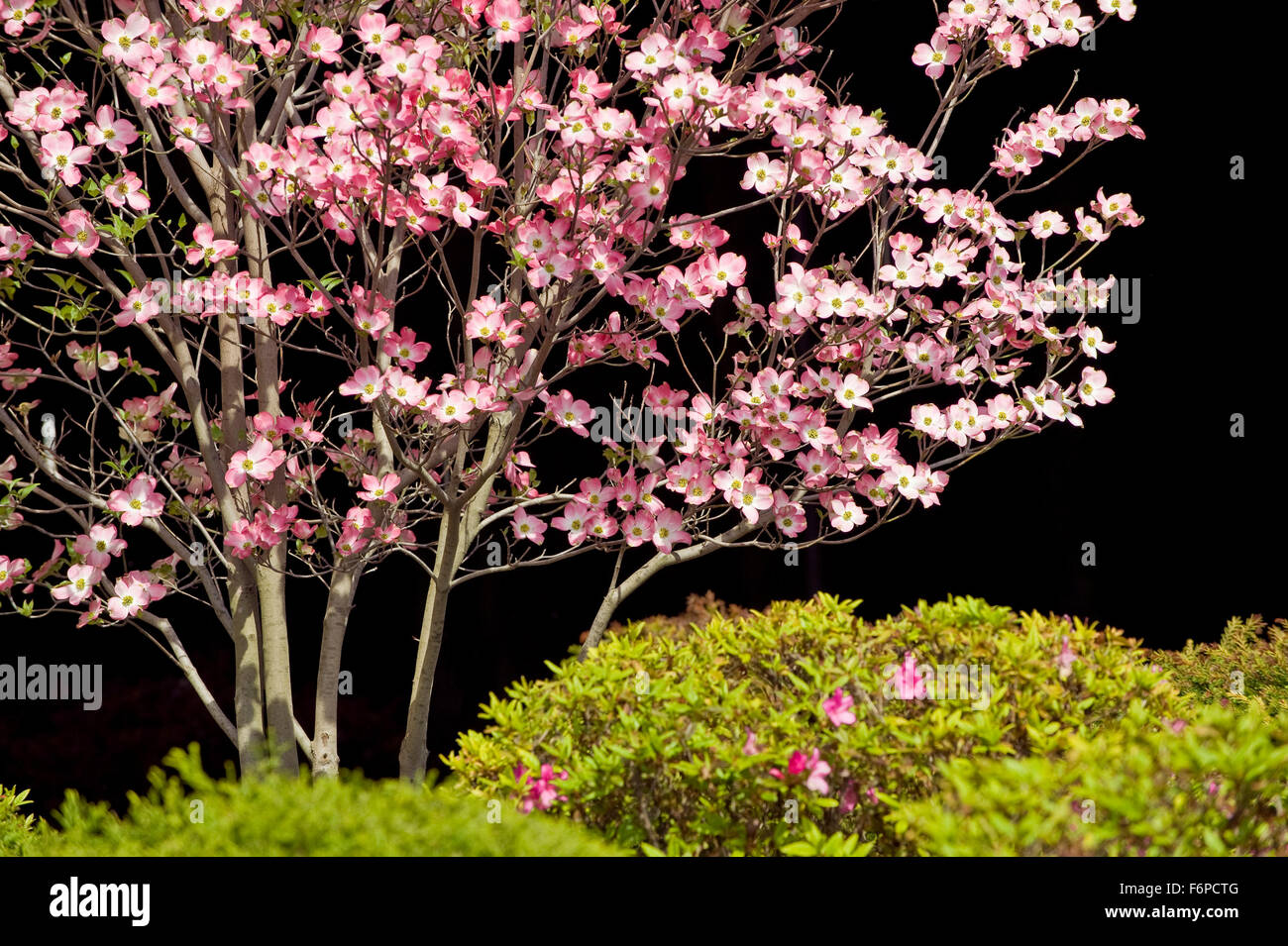 Black dogwood hi-res stock photography and images - Alamy