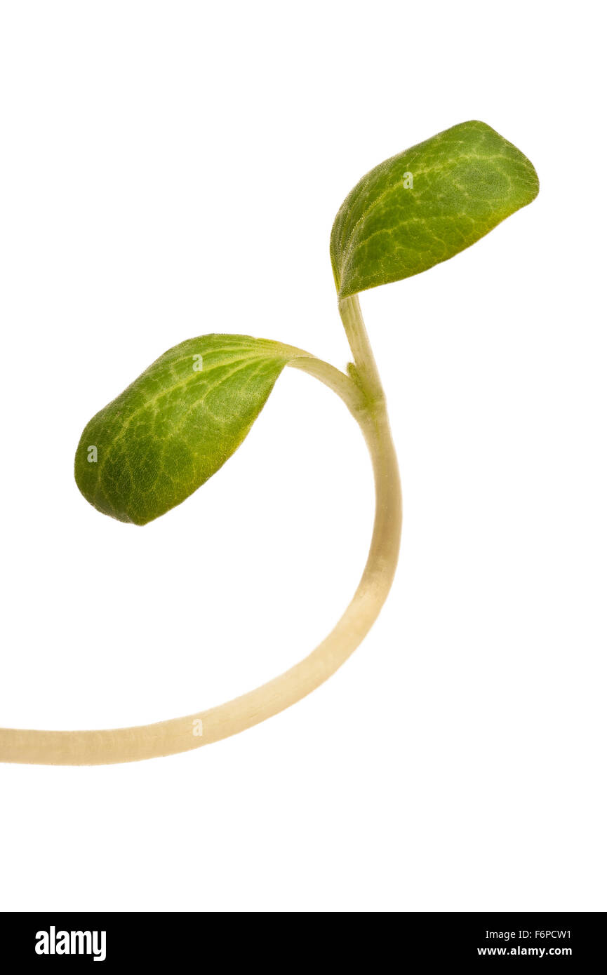 Vegetable plant growth Cut Out Stock Images & Pictures - Alamy