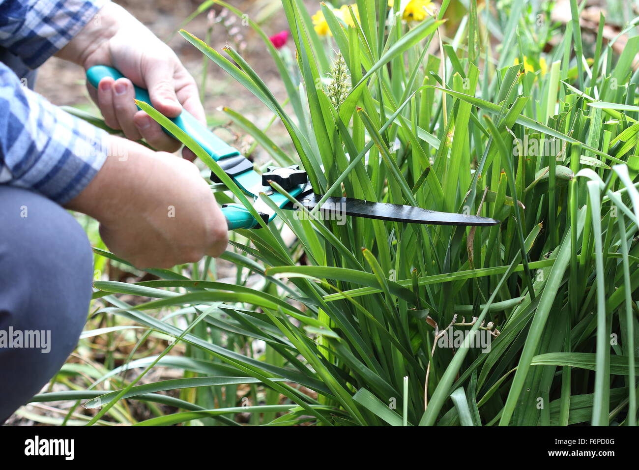 Cutting grass by hand hi-res stock photography and images - Alamy