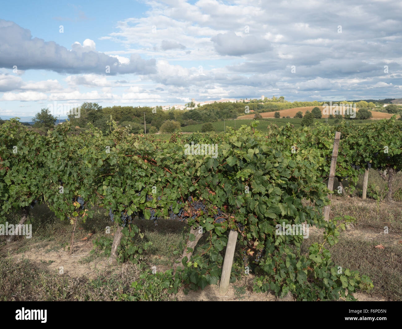 Aude vineyard hi-res stock photography and images - Alamy