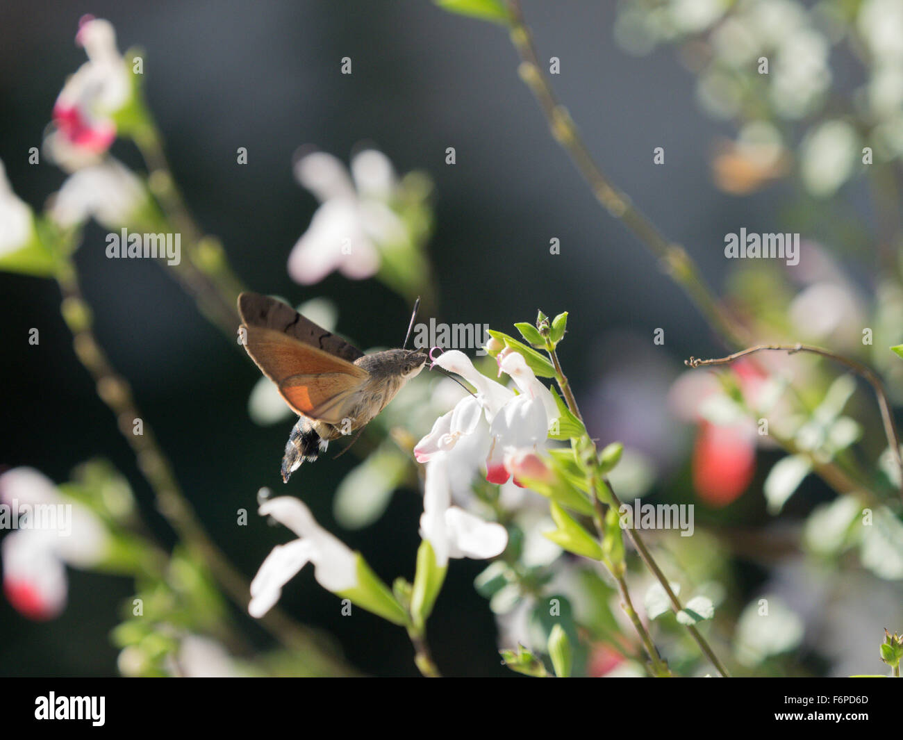 Hummingbird hawk moth nectar hi-res stock photography and images - Alamy