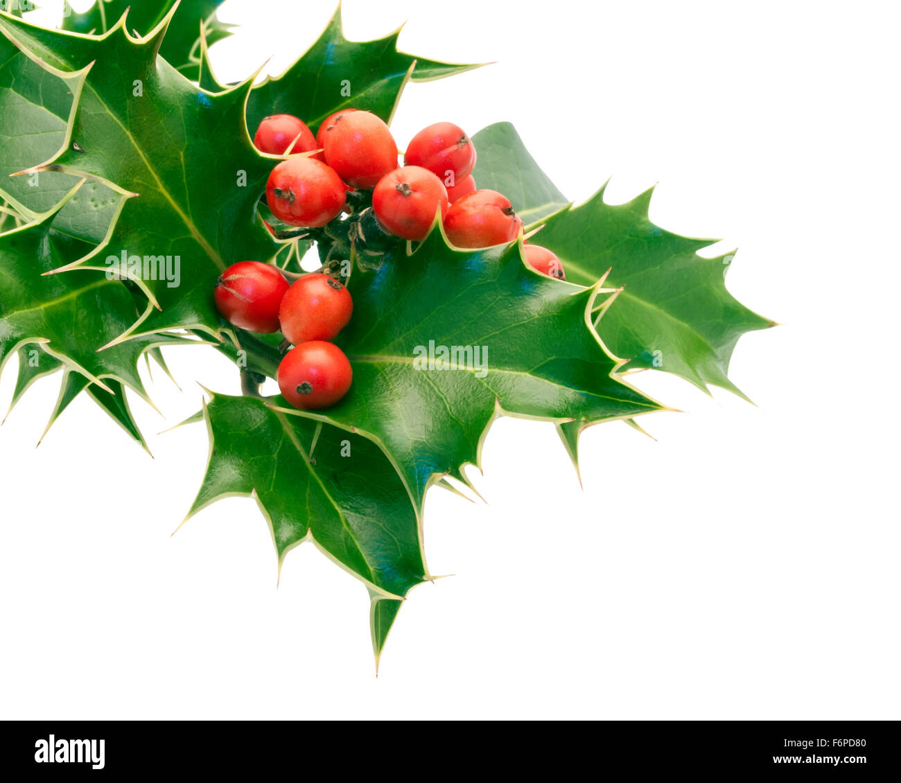 Holly Sprig on white Stock Photo - Alamy