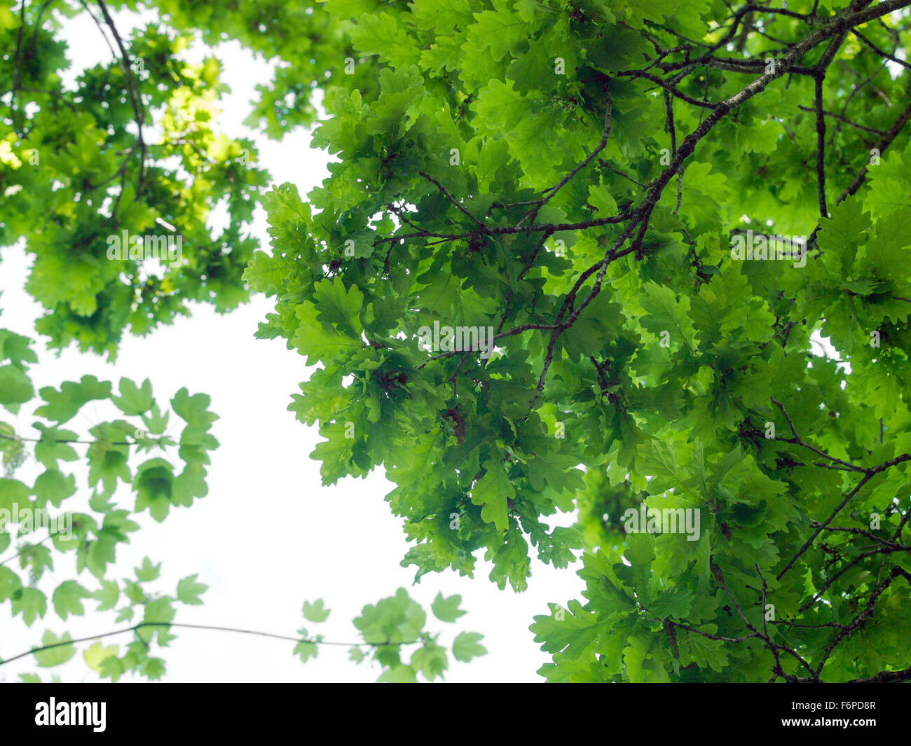 Oak tree in spring Stock Photo - Alamy