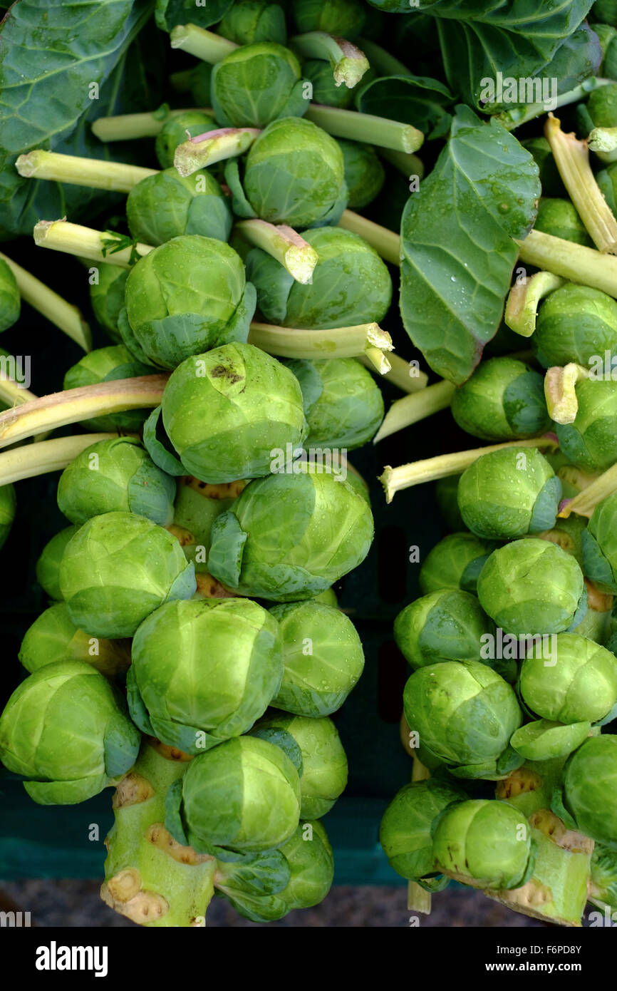 Sprouts brussels market hi-res stock photography and images - Alamy