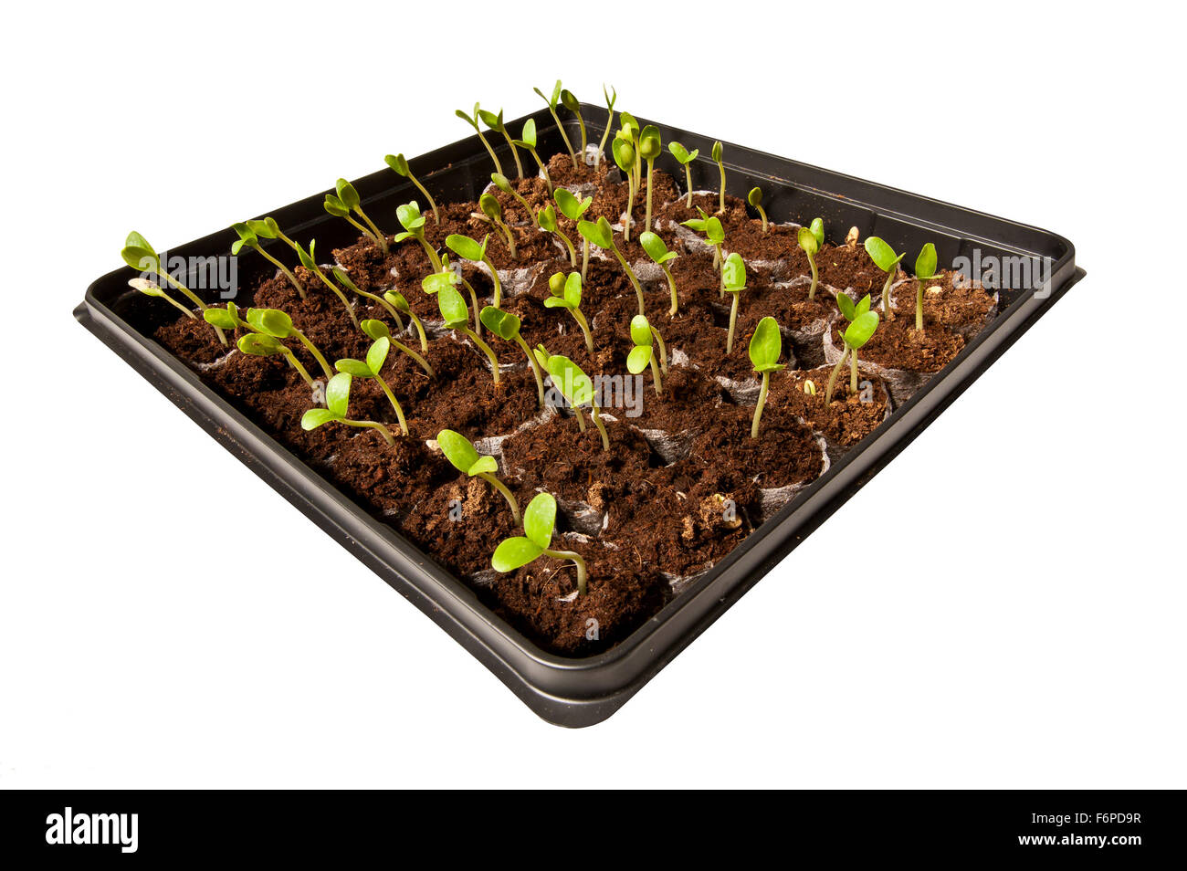 Vegetable seedlings tray Cut Out Stock Images & Pictures - Alamy