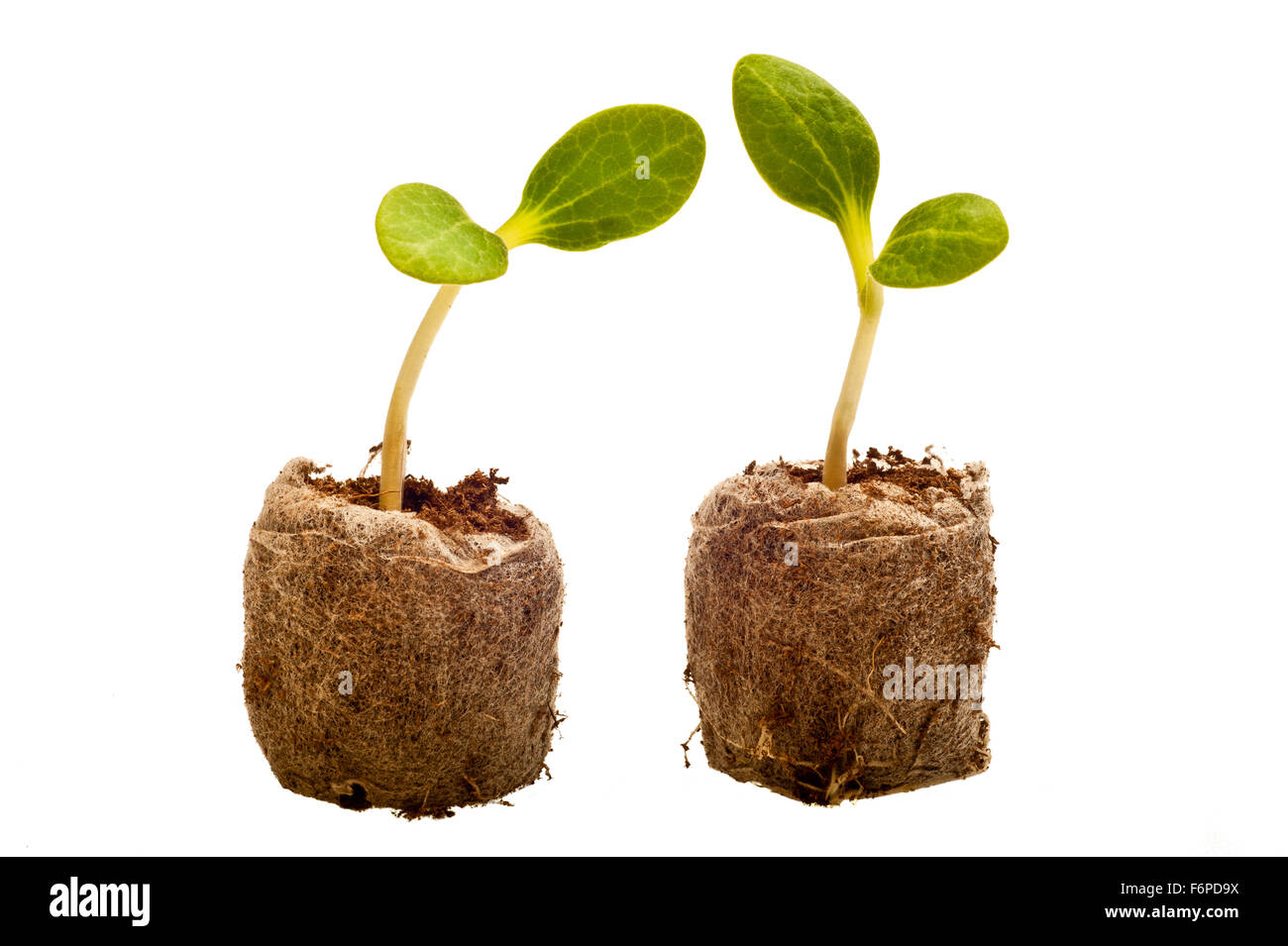 Two Baby Squash Plants Stock Photo - Alamy