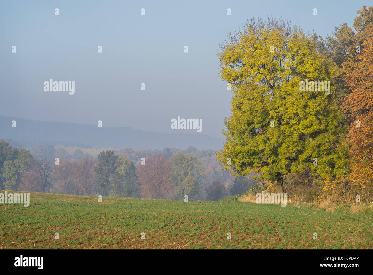October colorful rural landscape with golden sunset glow and mist near ...