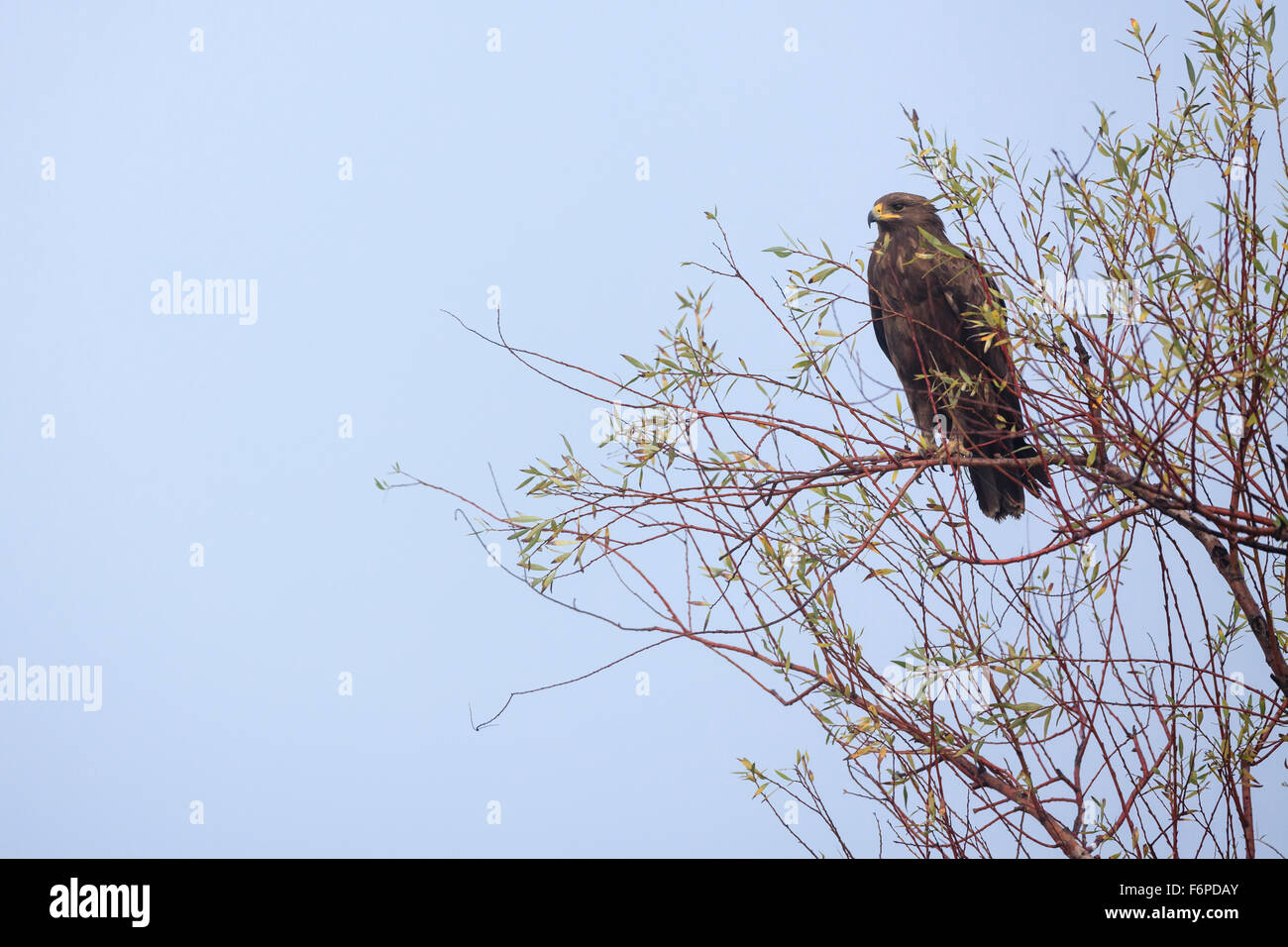 Greater Spotted Eagle (Aquila clanga) perched on branch. Agamon Hula ...