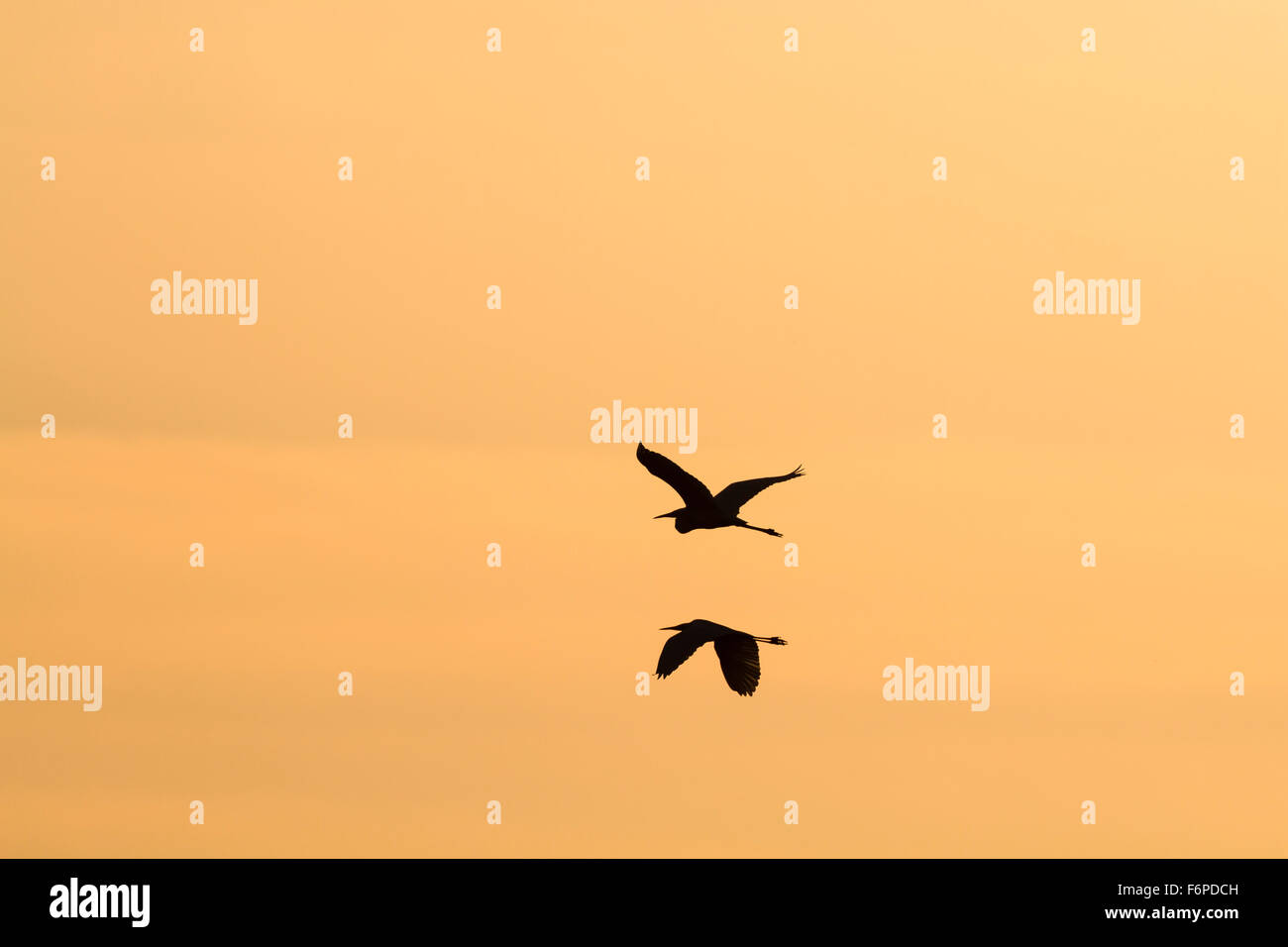 Backlit great egret hi-res stock photography and images - Alamy