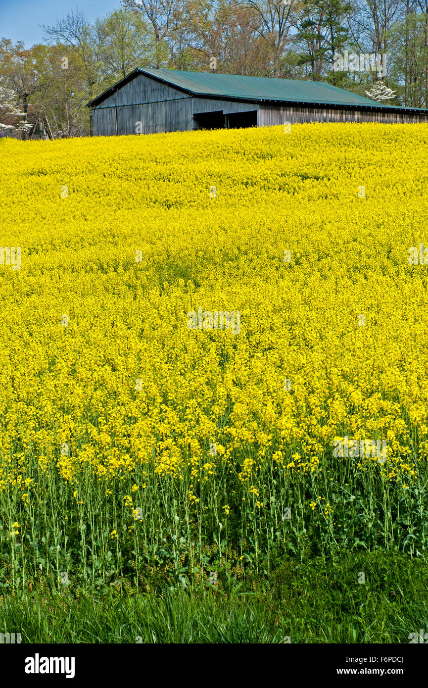 Yellow Wildflowers In Front of Old Barn Stock Photo - Alamy