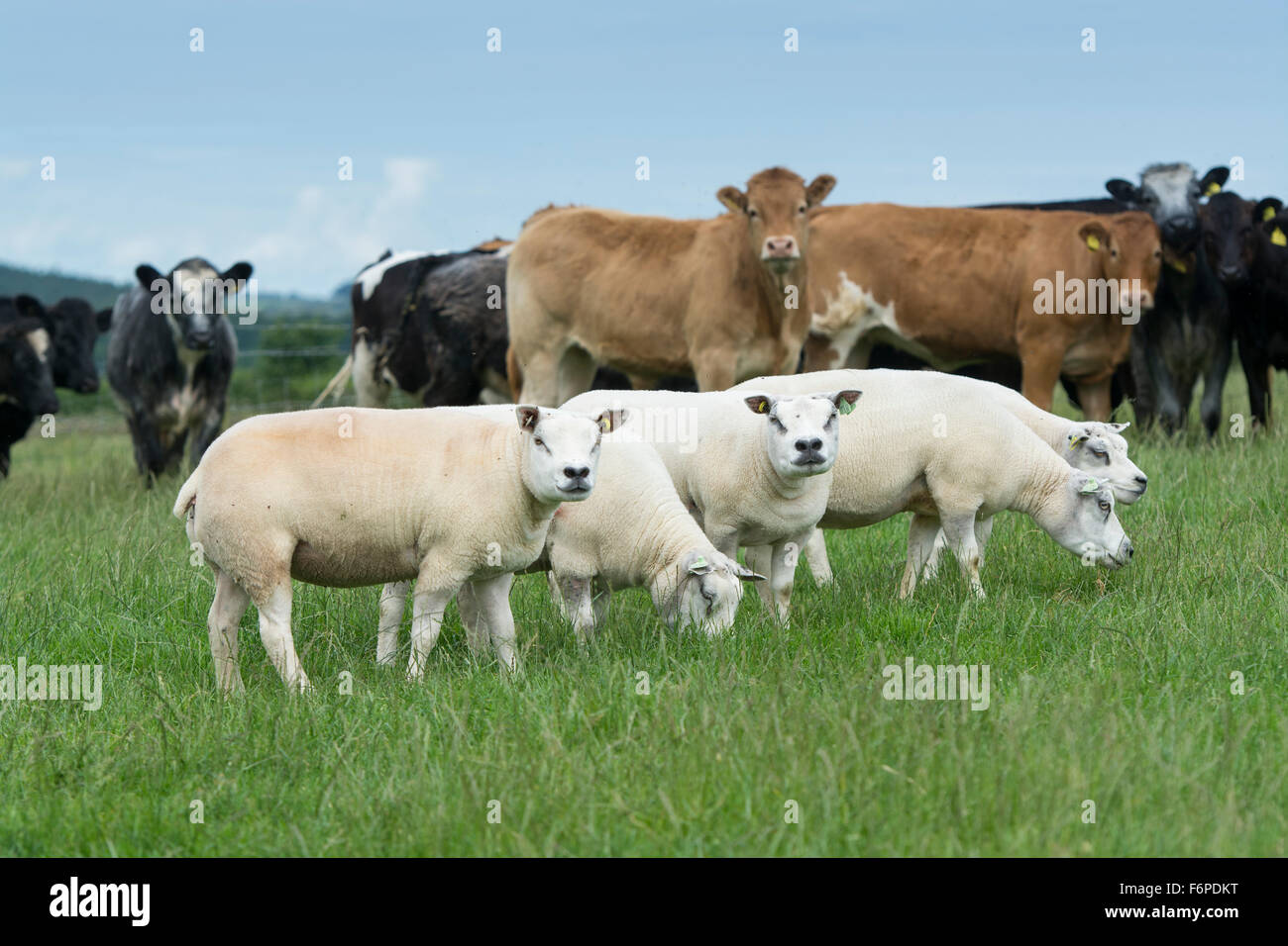 Sheep cows animals hi-res stock photography and images - Alamy
