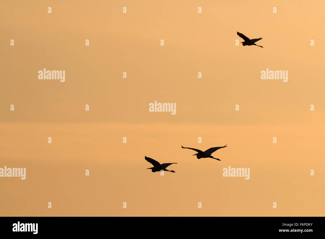 Backlit great egret hi-res stock photography and images - Alamy