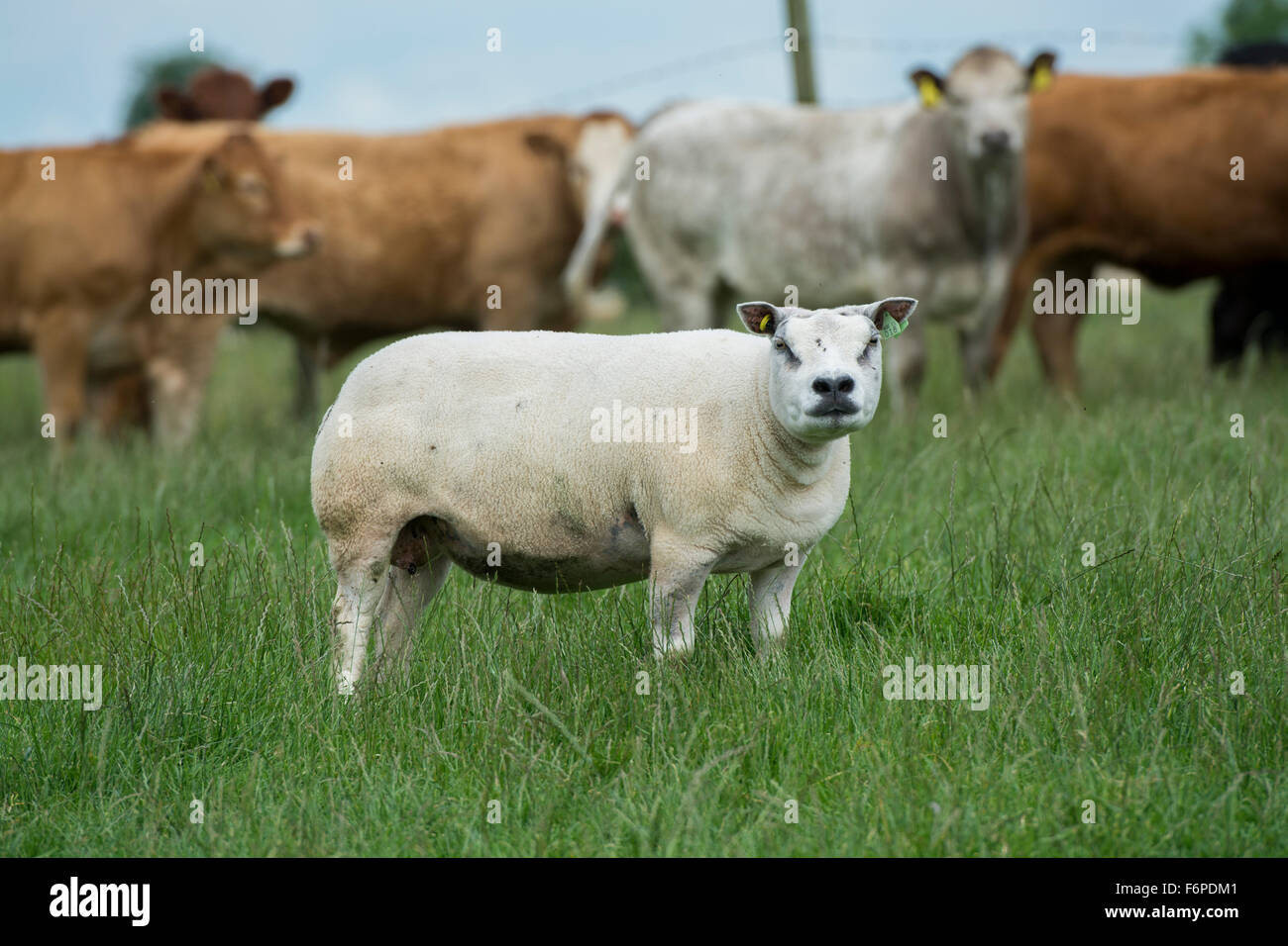 Sheep cows animals hi-res stock photography and images - Alamy