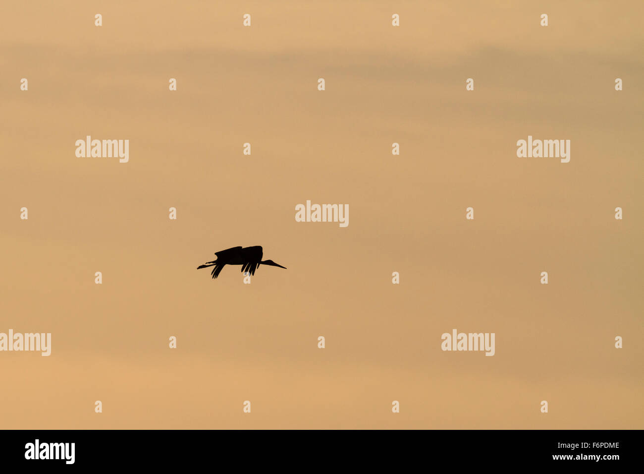 Stork flying silhouette hi-res stock photography and images - Alamy