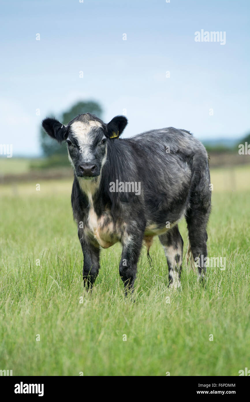 Blue Grey native beef steer. Sired by Whire Bred Shorthorn and out of a ...