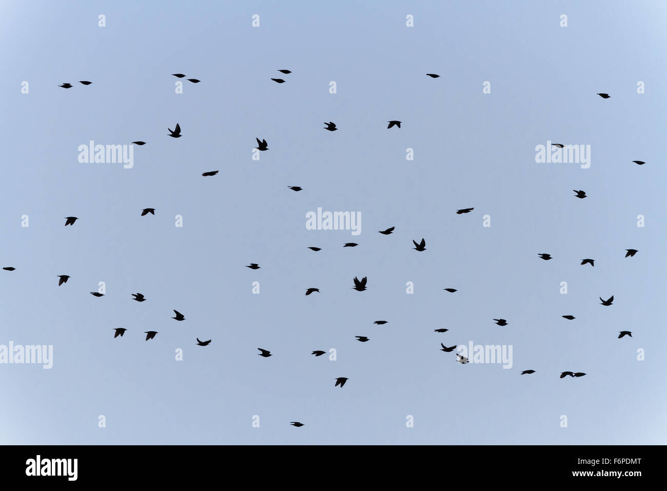 Flocks of starlings hi-res stock photography and images - Alamy