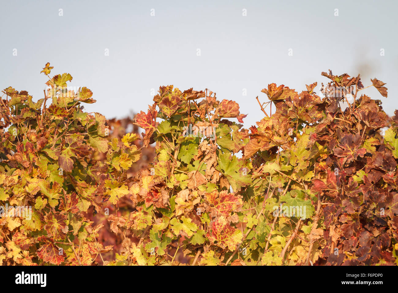 Grapevine leaves. Israel Stock Photo - Alamy