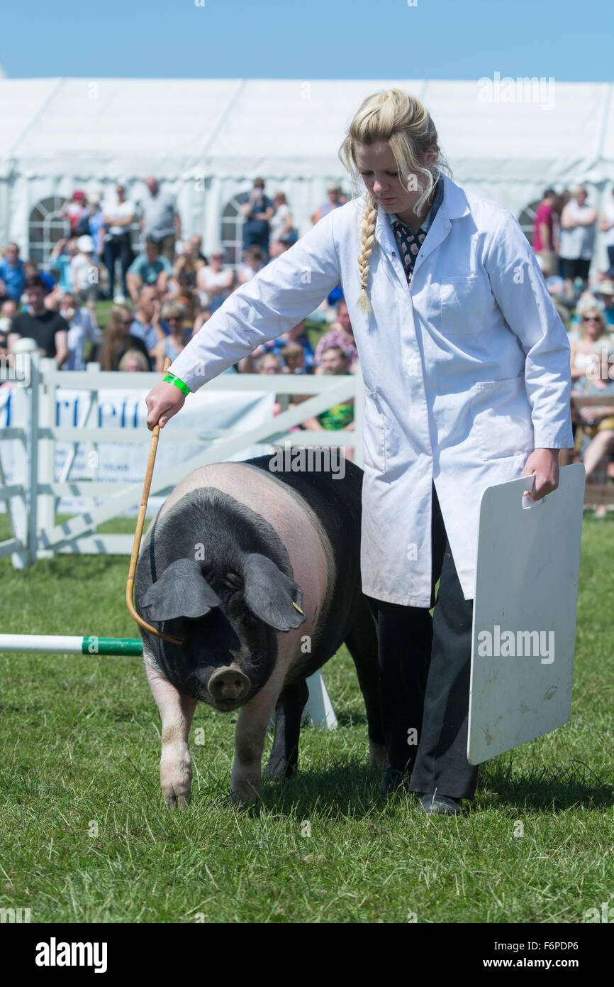 Lady walking saddleback pig at an agricultural show, Yorkshire, UK ...