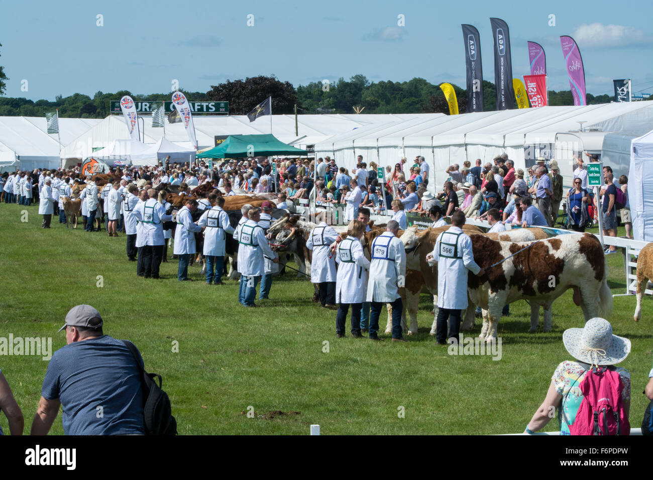 Line up of cattle at Great Yorkshire Show, 2015, Harrogate Stock Photo ...