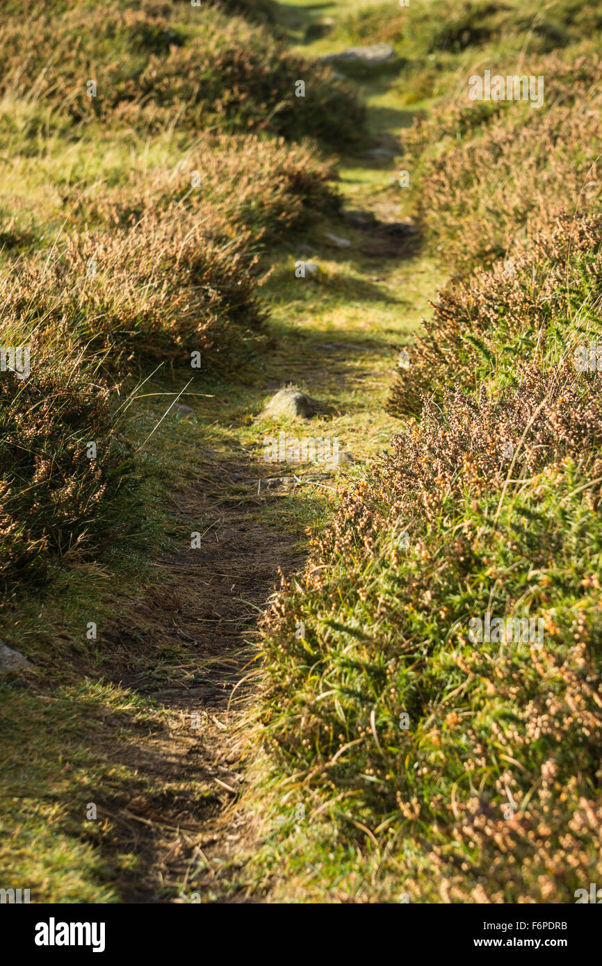 Moorland path bordered with heather, autumn Stock Photo - Alamy