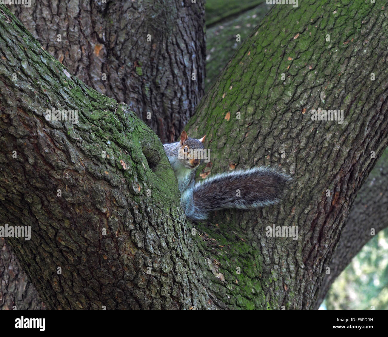 Squirrel in a tree Stock Photo - Alamy