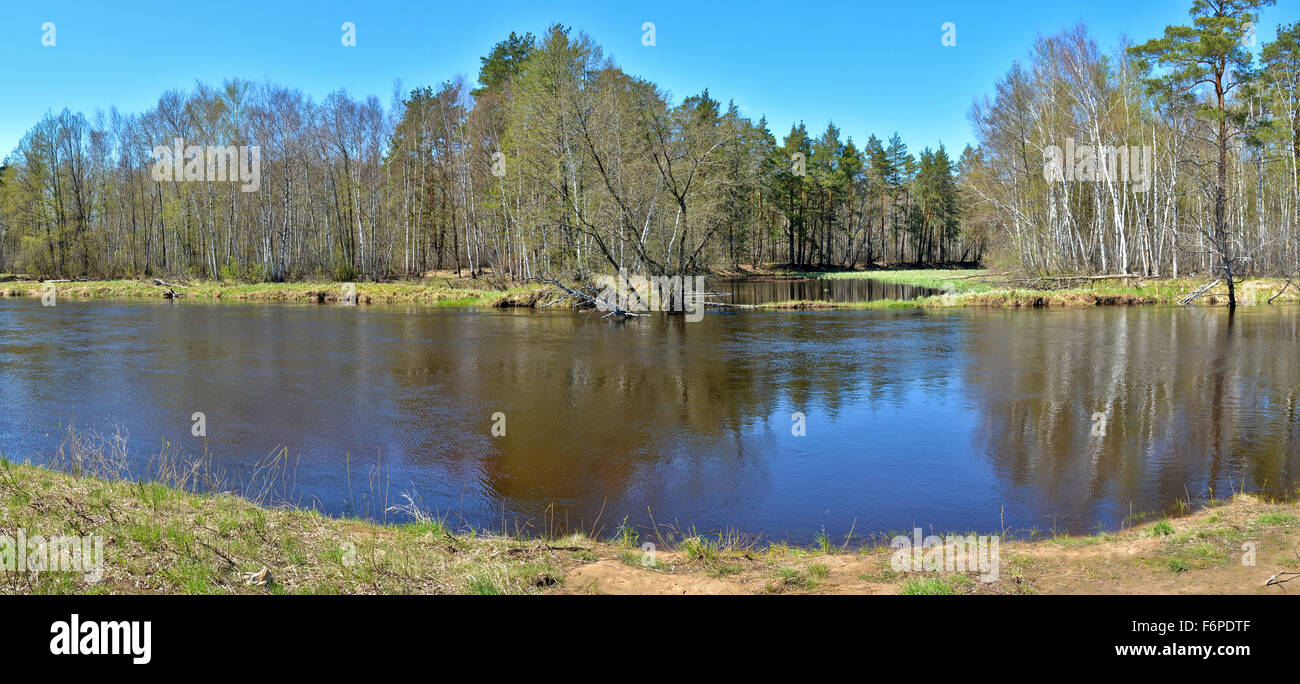 Panoramic landscape forest river in spring season in the national Park ...