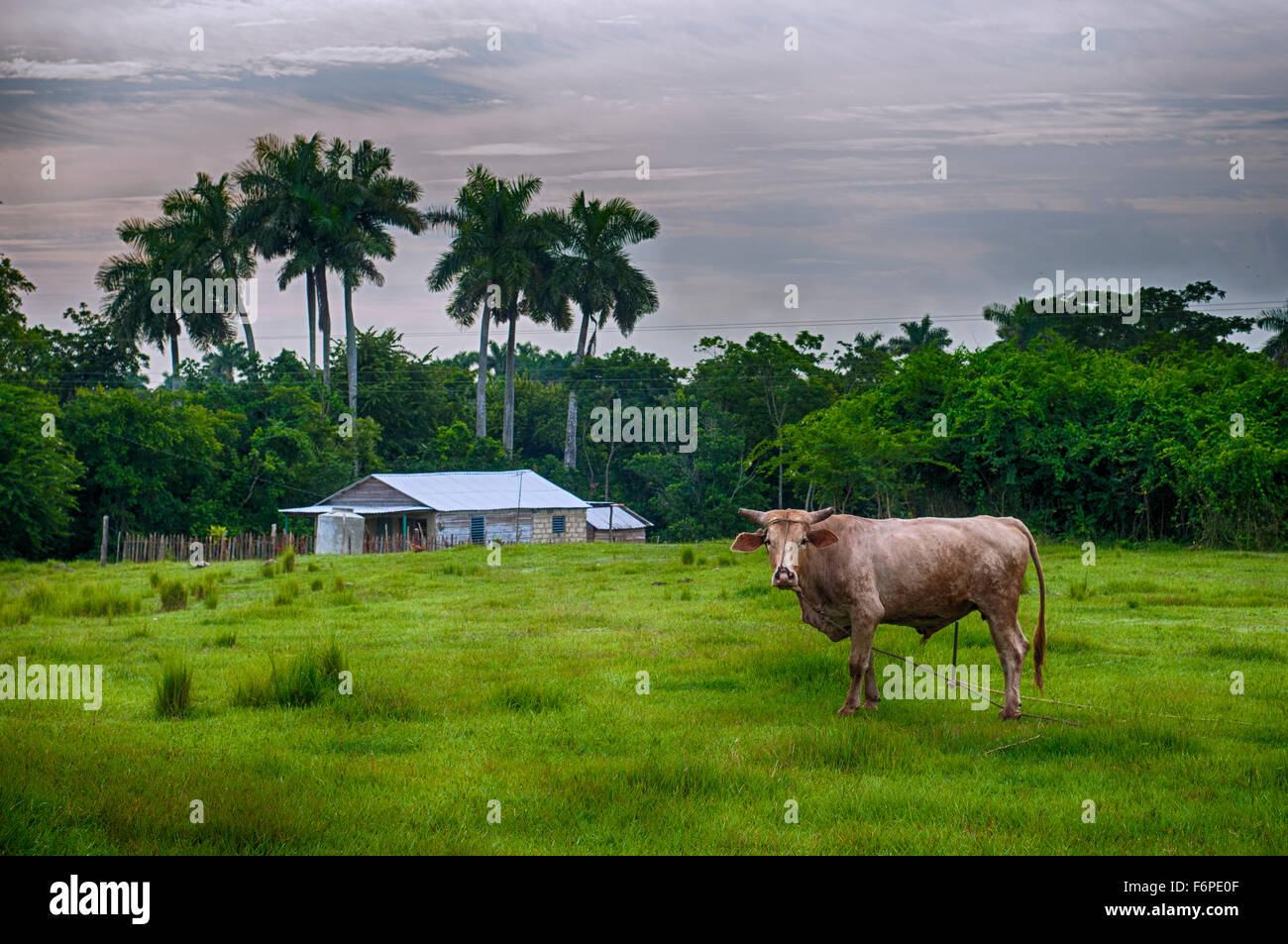 Cuban countryside landscape with cattle and hut, taken in Pinar del Rio ...