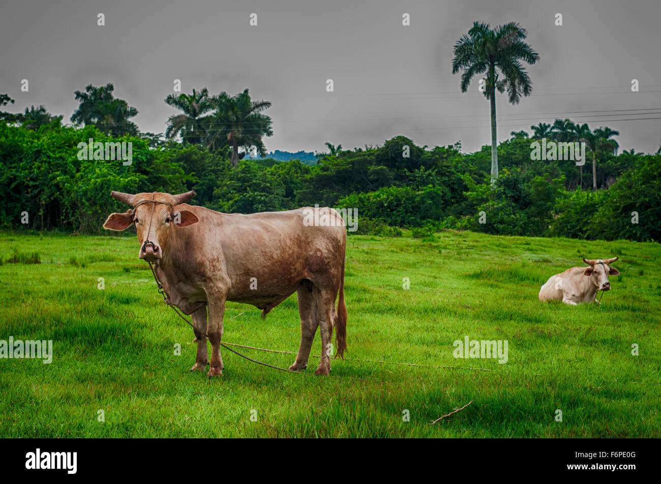Cuban countryside landscape with cattlet, taken in Pinar del Rio, Cub ...