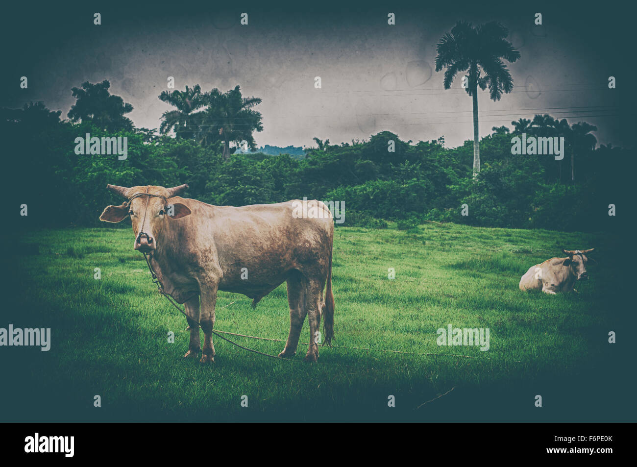Cuban countryside landscape with cattle, taken in Pinar del Rio, Cuba ...