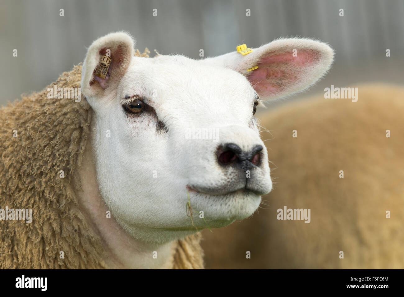 Sheep Face Close Up High Resolution Stock Photography and Images - Alamy