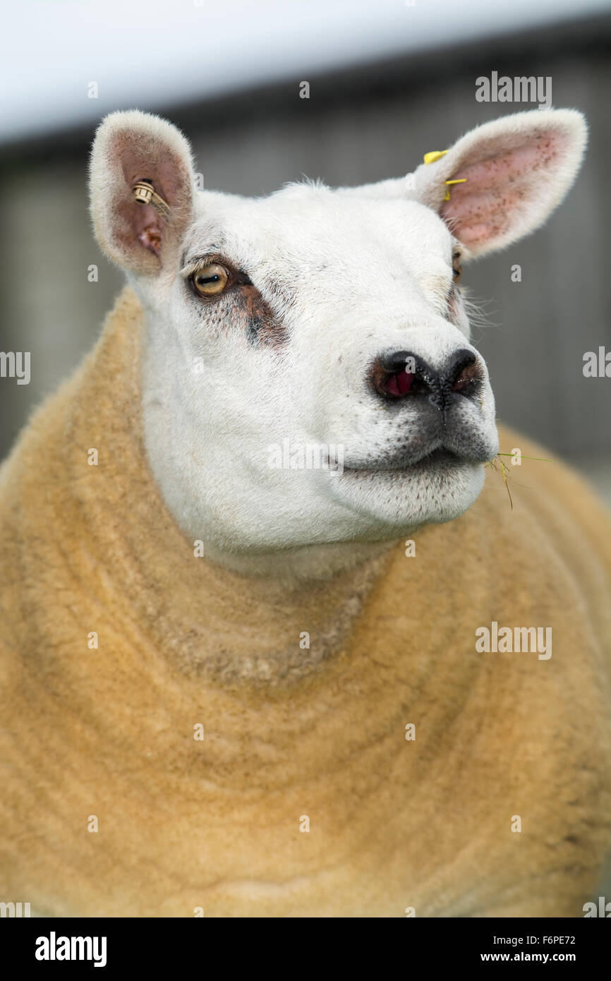 Sheep face close up hi-res stock photography and images - Alamy