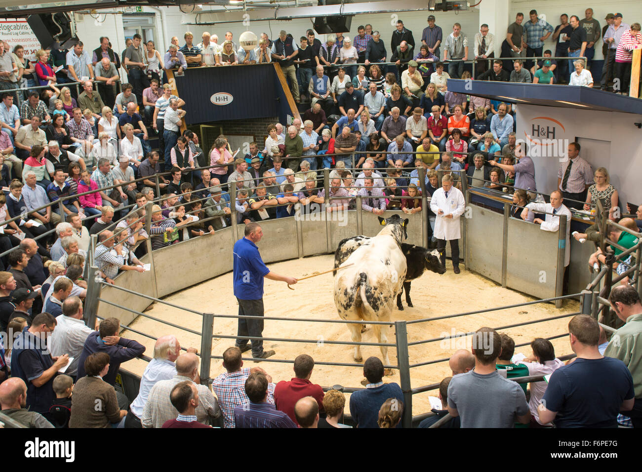 Auction auctioneer cattle hi-res stock photography and images - Alamy