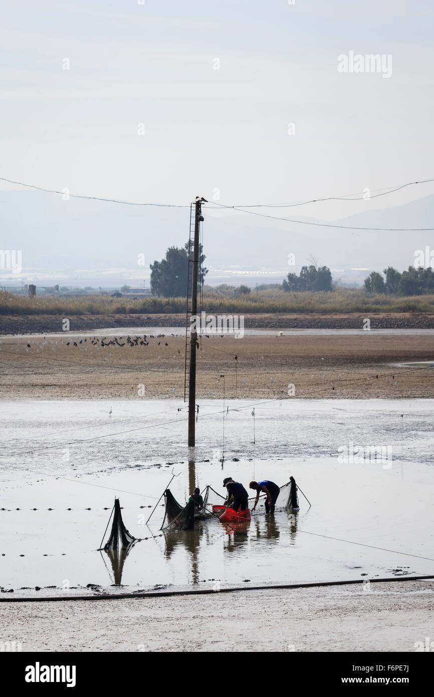 Workers harvesting fish in a fish farm. Israel Stock Photo - Alamy
