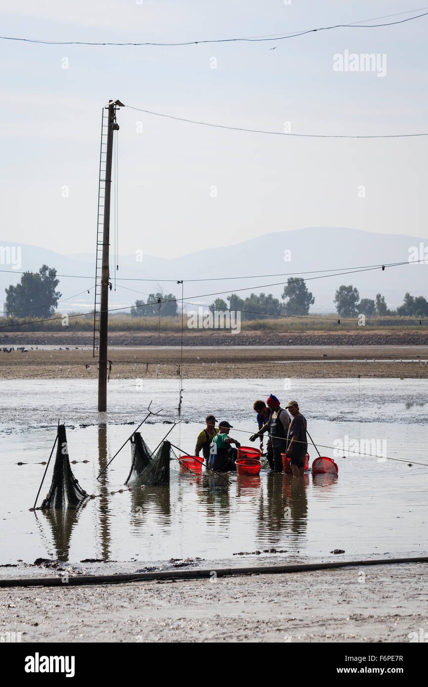 Workers harvesting fish in a fish farm. Israel Stock Photo - Alamy