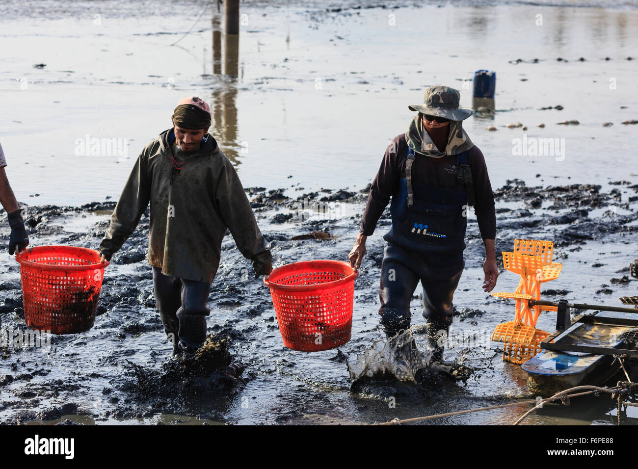 Workers harvesting fish in a fish farm. Israel Stock Photo - Alamy