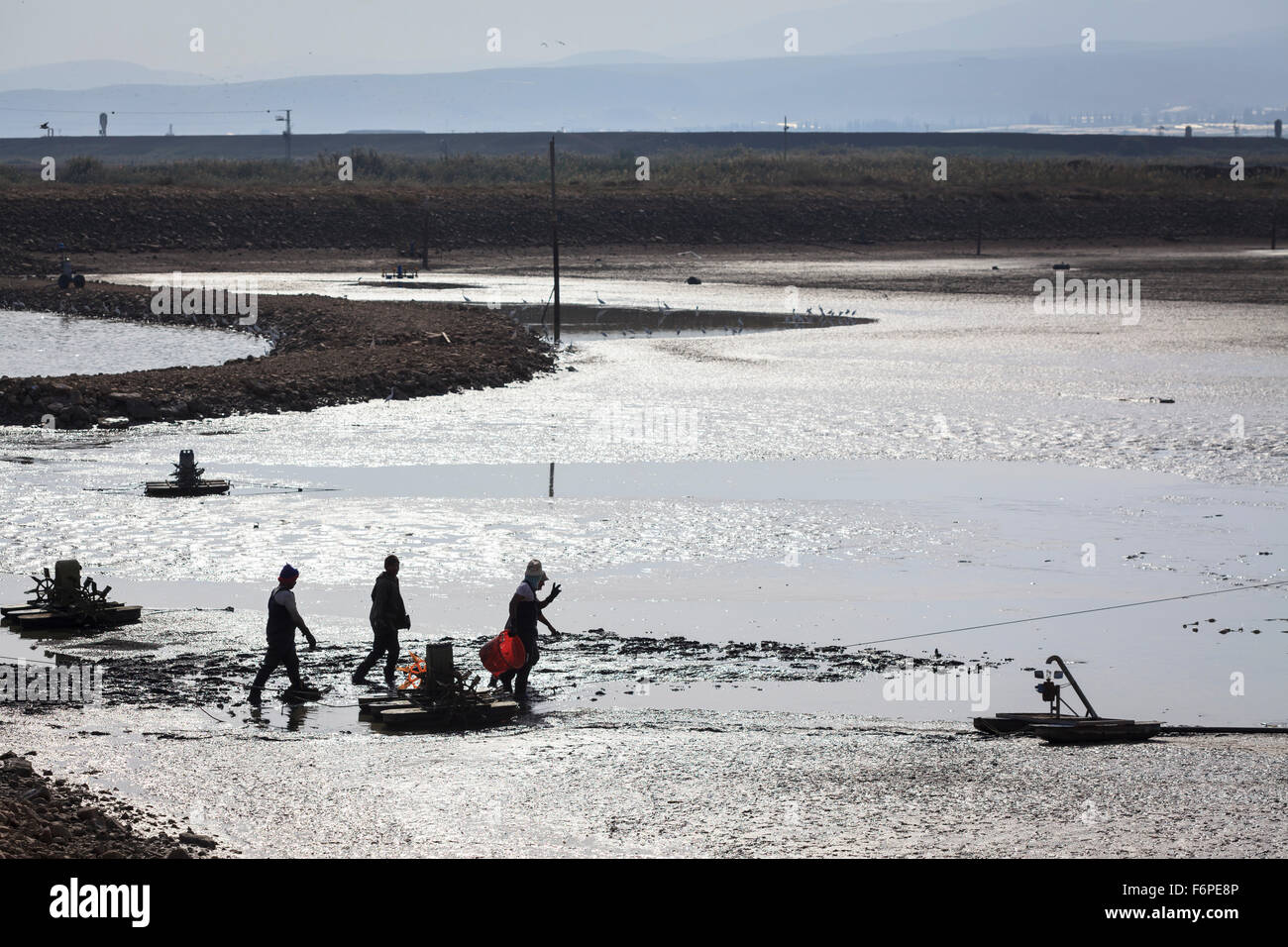 Workers harvesting fish in a fish farm. Israel Stock Photo - Alamy