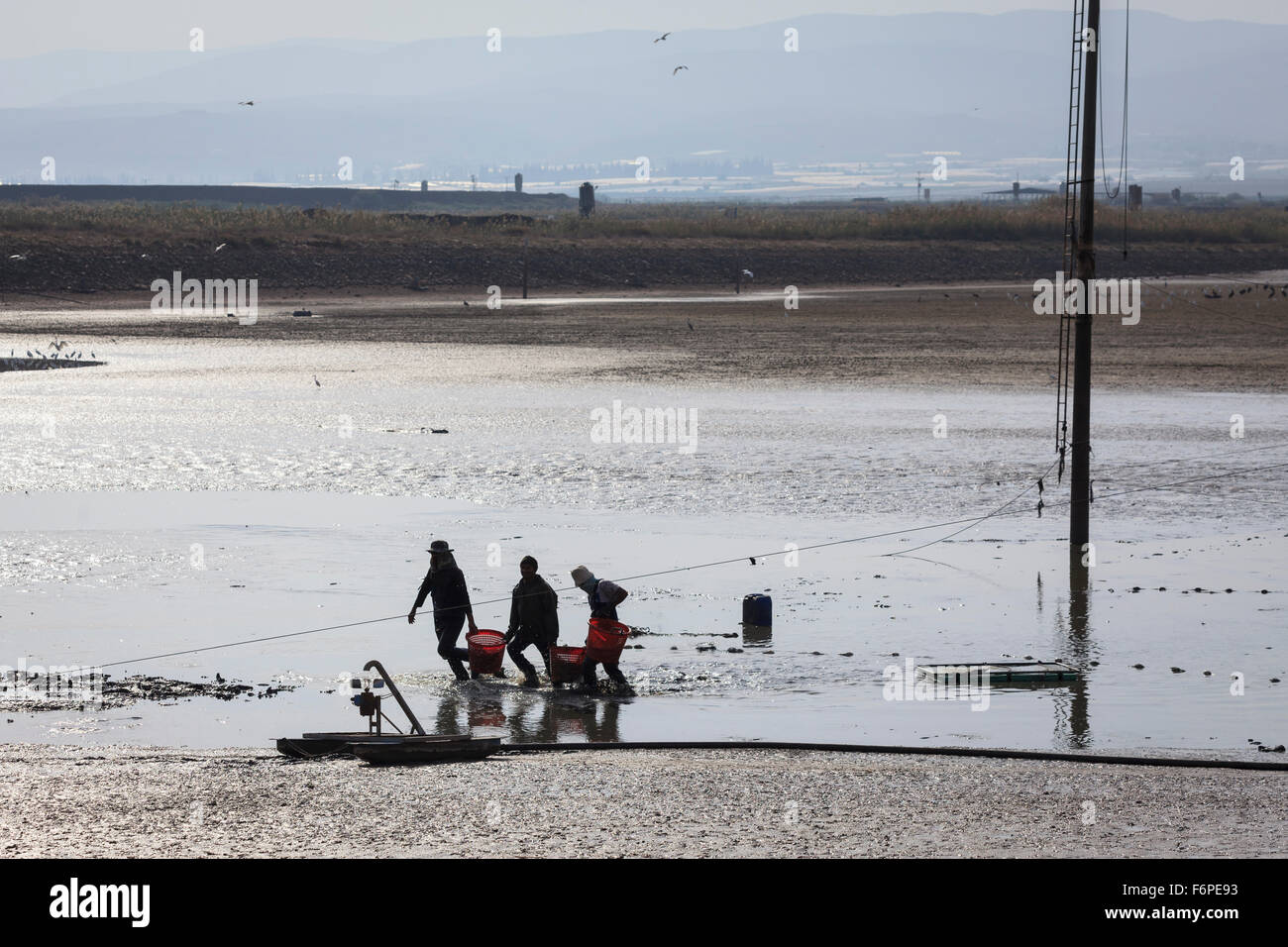 Workers harvesting fish in a fish farm. Israel Stock Photo - Alamy