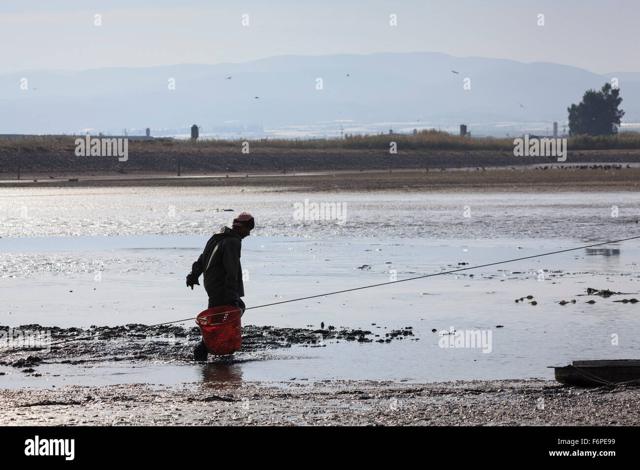 Worker harvesting fish in a fish farm. Israel Stock Photo - Alamy