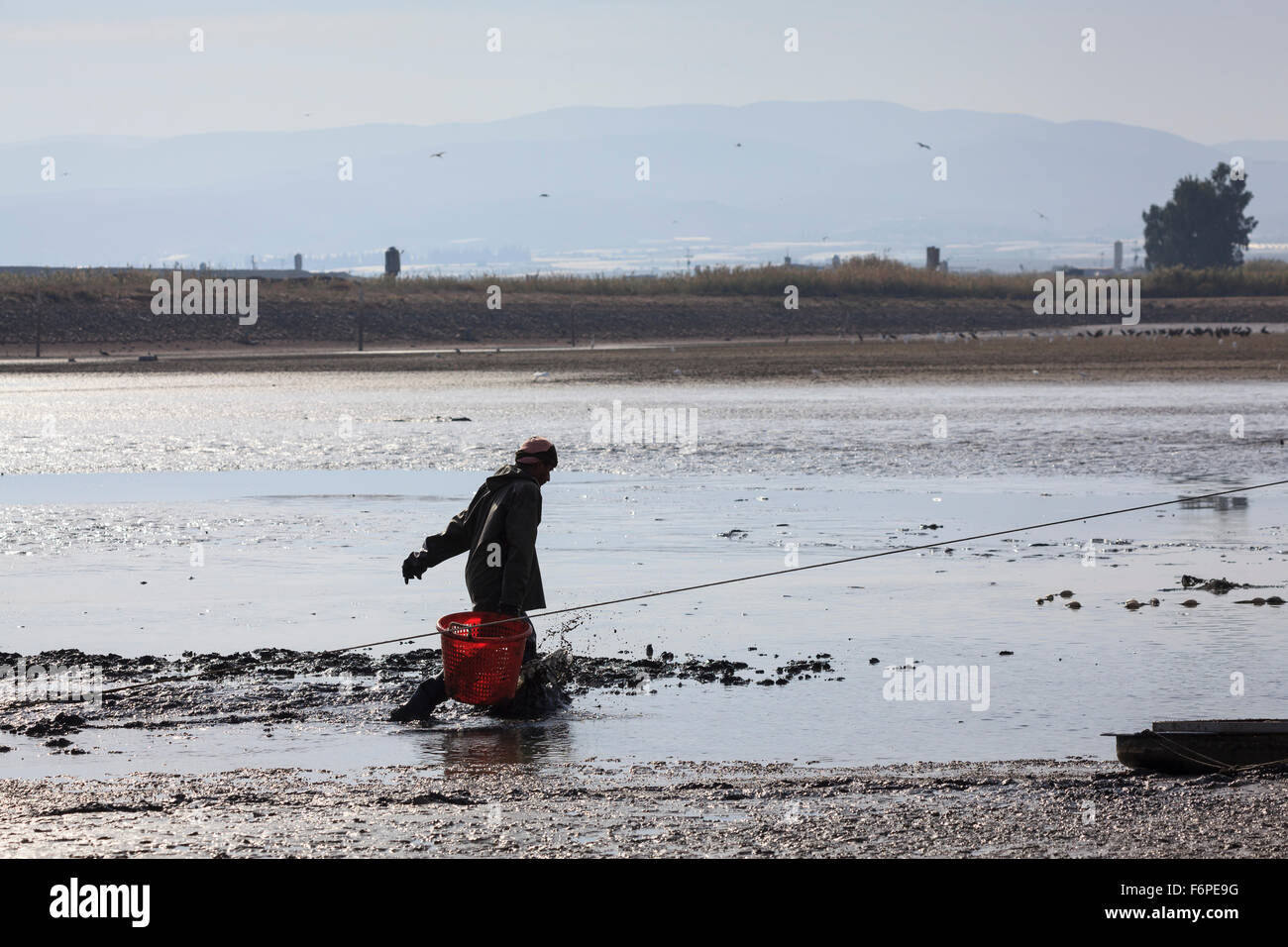 Worker harvesting fish in a fish farm. Israel Stock Photo - Alamy