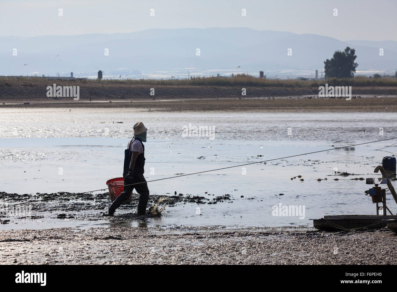 Worker harvesting fish in a fish farm. Israel Stock Photo - Alamy
