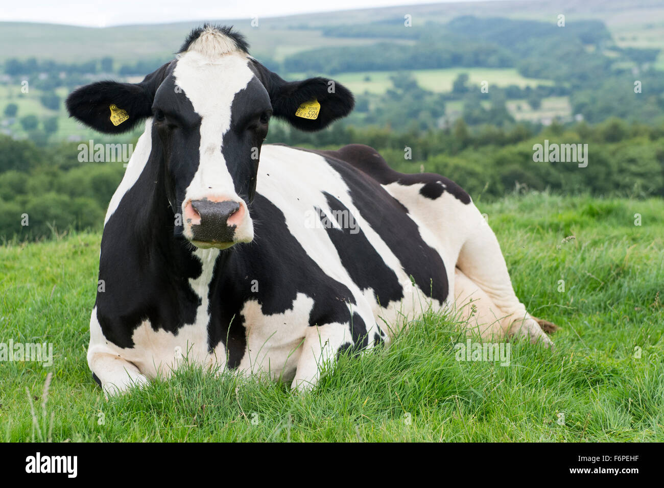 Holstein Cattle