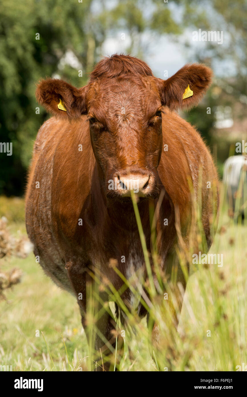 Luing cattle grazing on rough pasture, Knowsley, Merseyside, UK Stock ...
