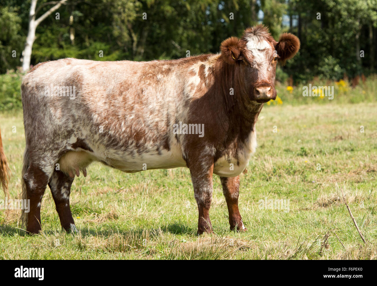 Luing cattle grazing on rough pasture, Knowsley, Merseyside, UK Stock ...