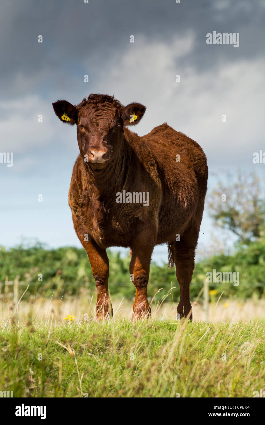 Luing cattle hi-res stock photography and images - Alamy