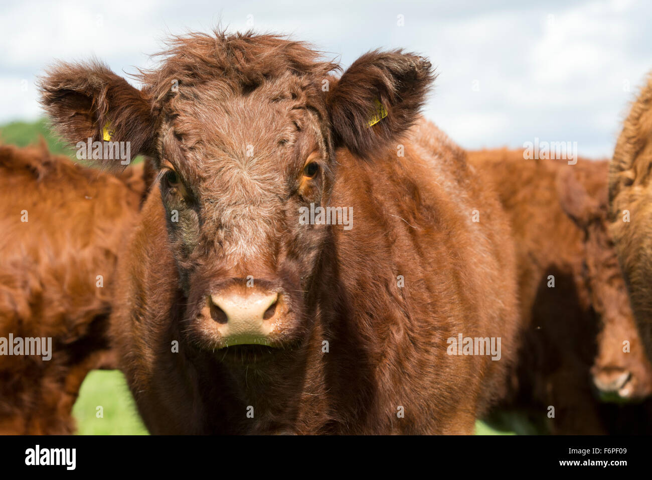 Luing cattle grazing on rough pasture, Knowsley, Merseyside, UK Stock ...