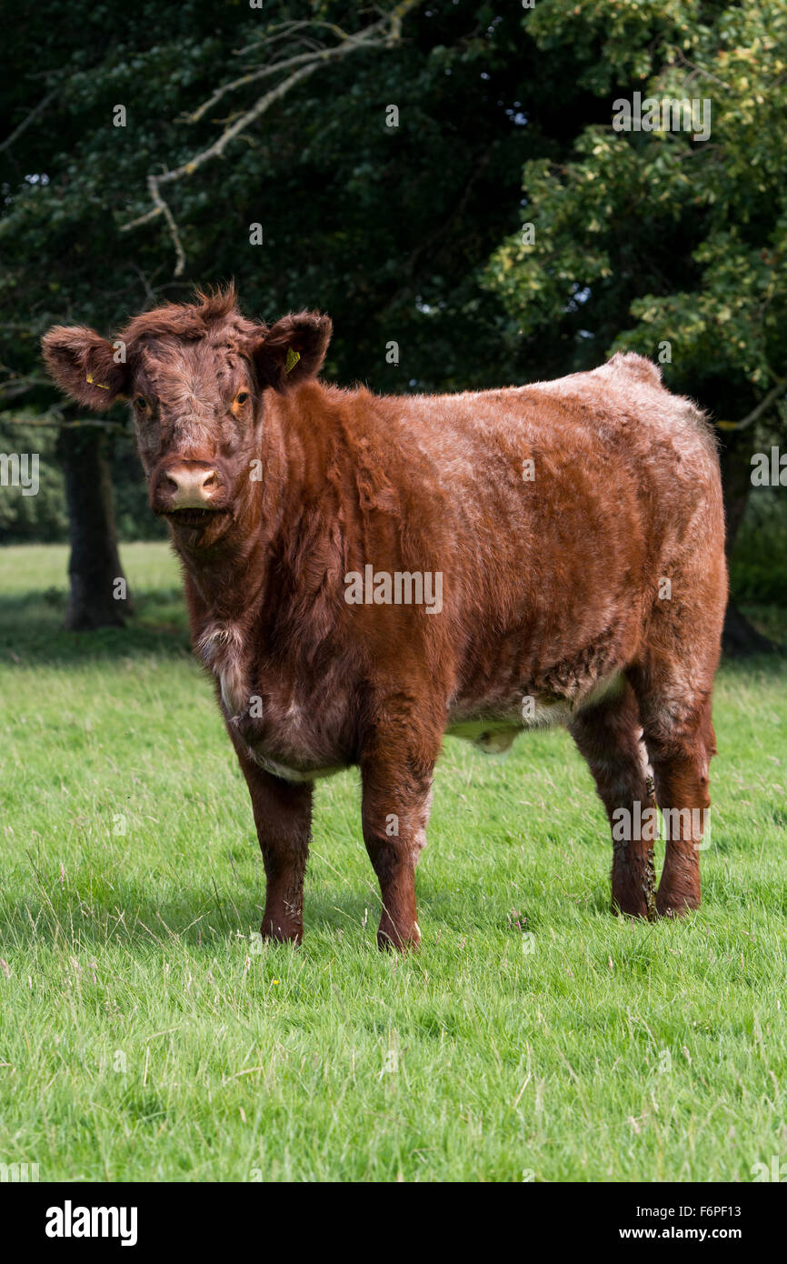 Luing cattle hi-res stock photography and images - Alamy