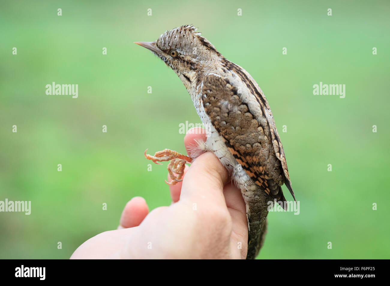 Eurasian Wryneck (Jynx torquilla) held by ornithologist at Bird Ringing ...