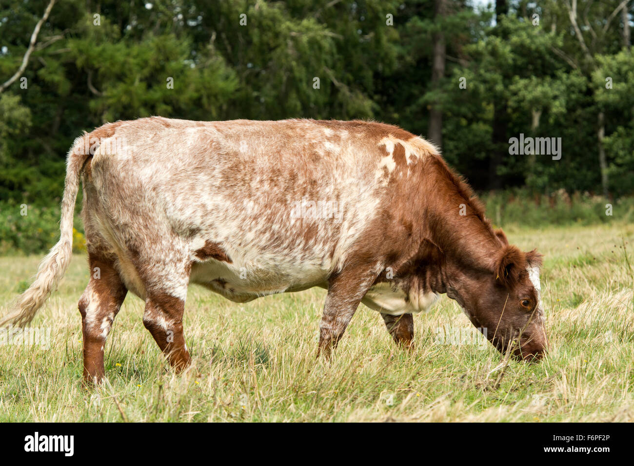 Rough grazing where cattle graze hi-res stock photography and images ...